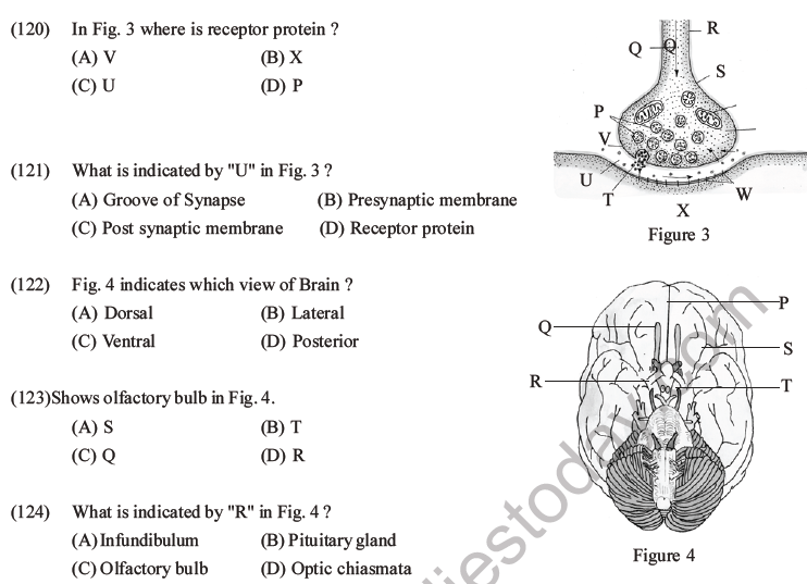 NEET Biology Neural Control and Coordination MCQs Set A with Answers